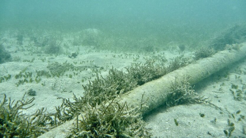 Cable Damage in the Red Sea: Internet Connectivity Disrupted in Asia ...