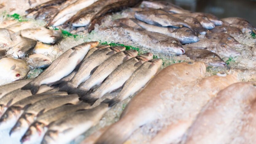 Dangerous Catch: What Makes Popular Fish in Ukrainian Stores Risky ...